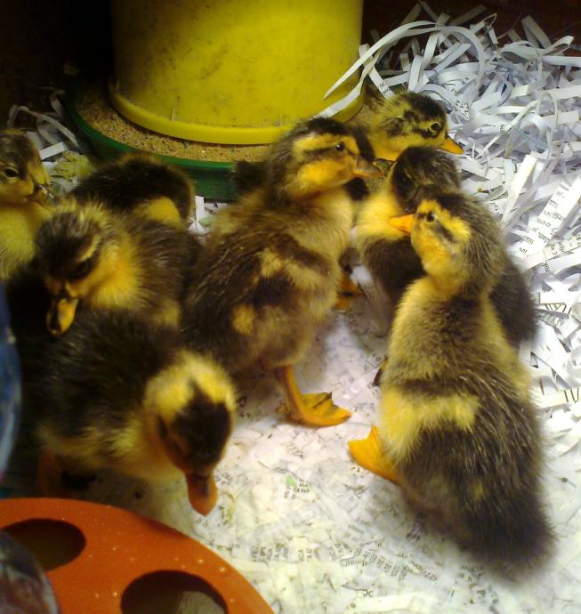 Domaće patke - race - pačići, prodajem (okolica Siska)