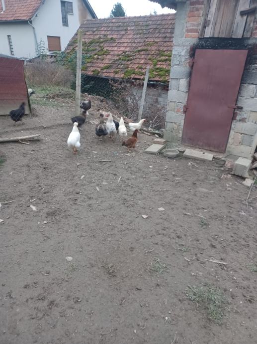 Domače kokoši kokoti i patke japanke