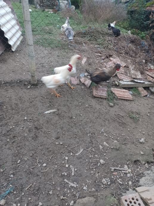 Domače kokoši kokoti patke japanke