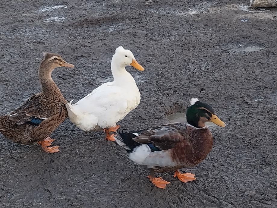 Domaće kukmaste patke