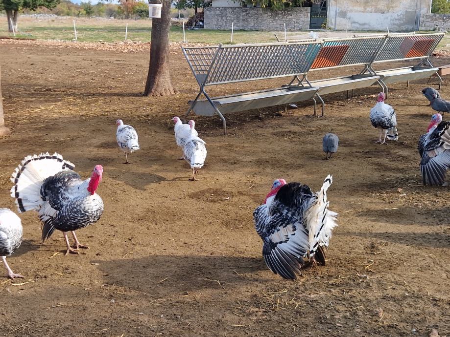 DOMAĆE PURICE EKOLOSKE