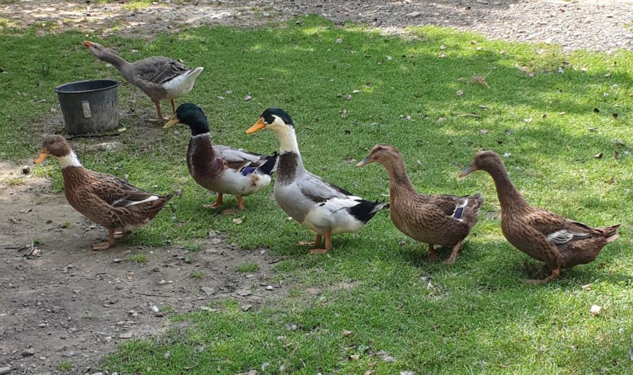 Domaće patke