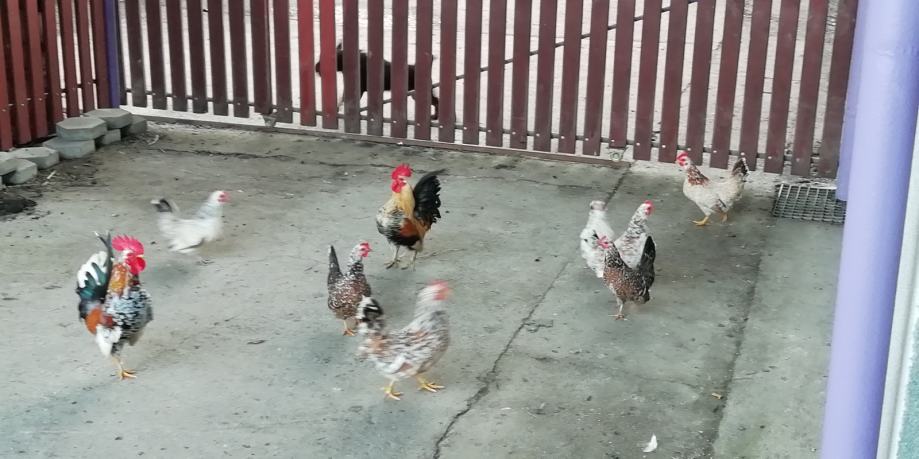 Domaće ukrasne male kokoši (Jurek i Katica)