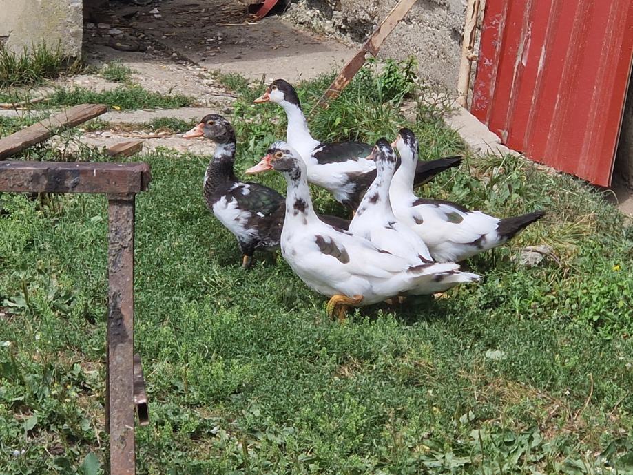 Mlade japanske patke