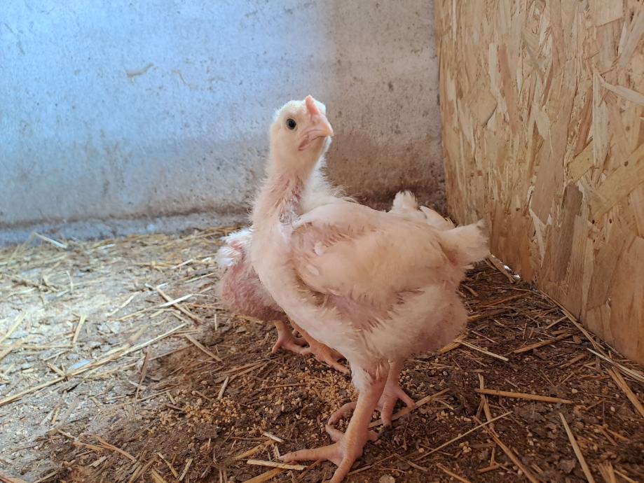 Domaći Bijeli Očišćeni Pilići