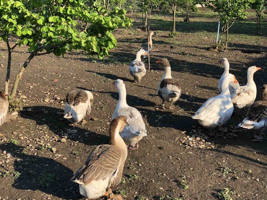 Domaći guščići (dravska i labudasta guska)
