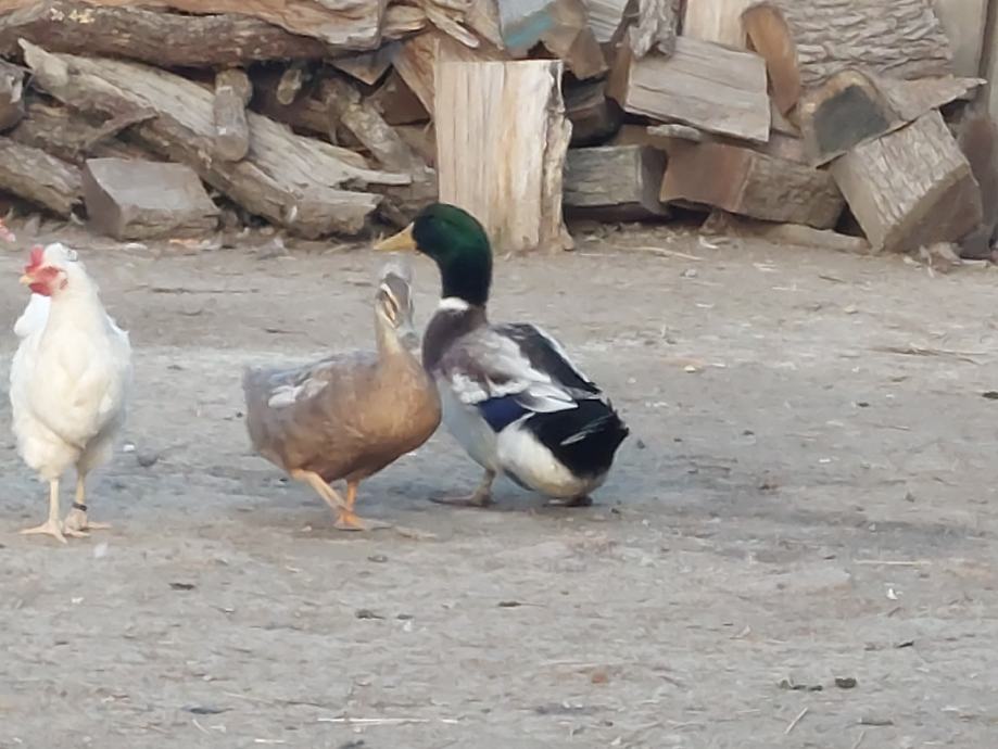 Domaći patak i patka