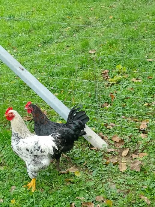 Domaći pijetao, kokot