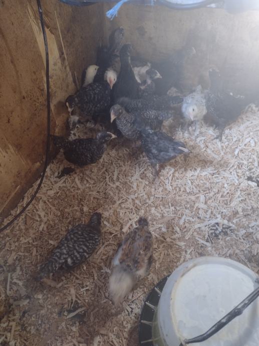 Domaći pilići mjesec dana stari
