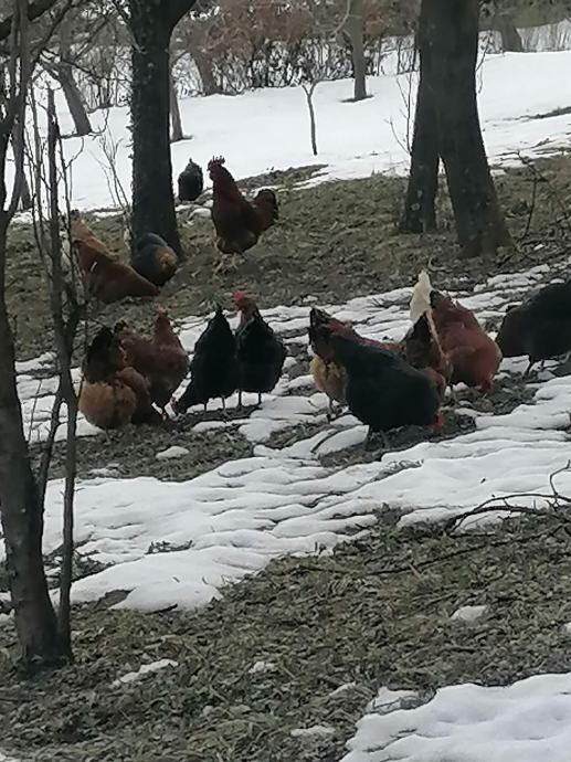 Domaći pilići jednodnevni