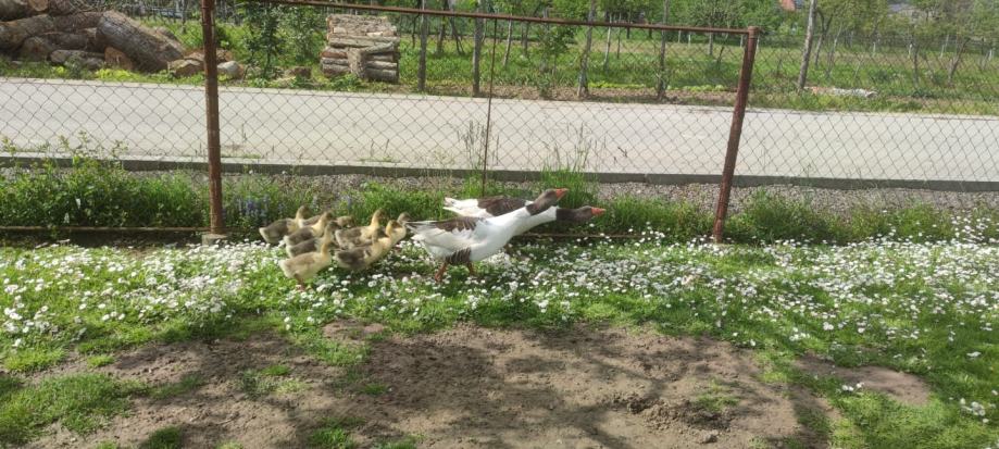 Dravske guske s 9 guščića