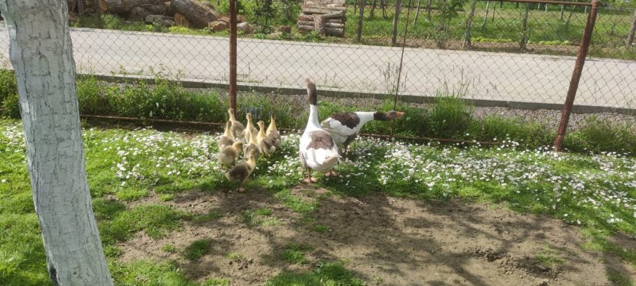 Dravske guske s 9 guščića