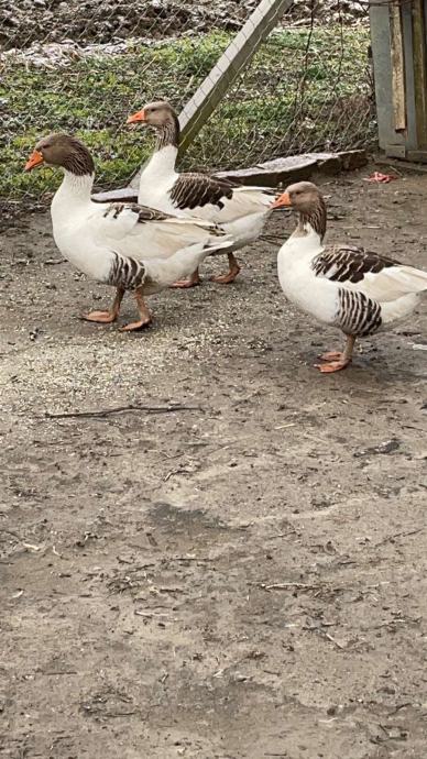 dravske guske