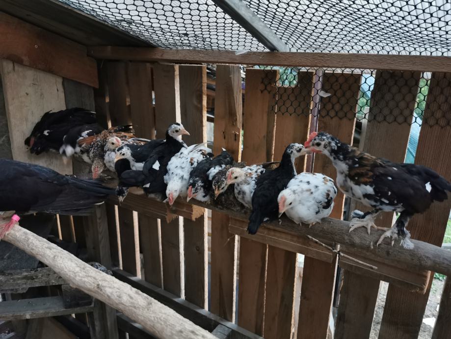 Đureki i katice - hrvatska patuljasta kokoš