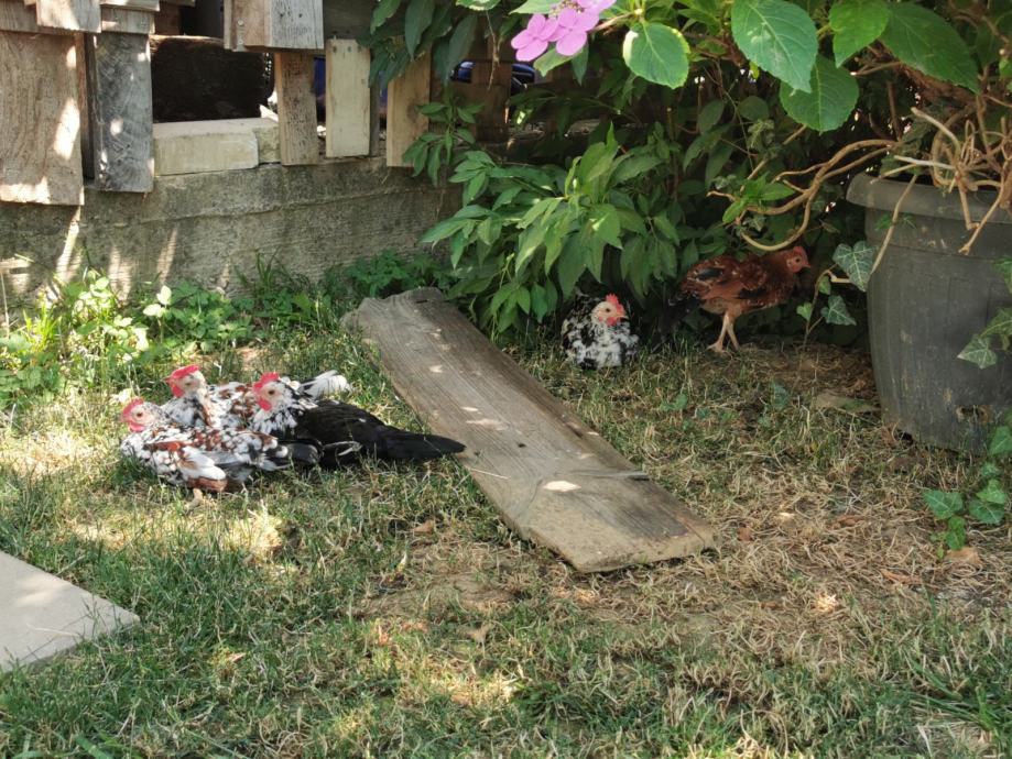 Đureki i katice - hrvatska patuljasta kokoš