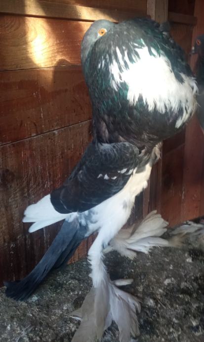 Engleski veliki gušan golubovi