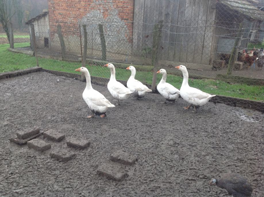 Gusan i guske,prodaja. Velika Pisanica
