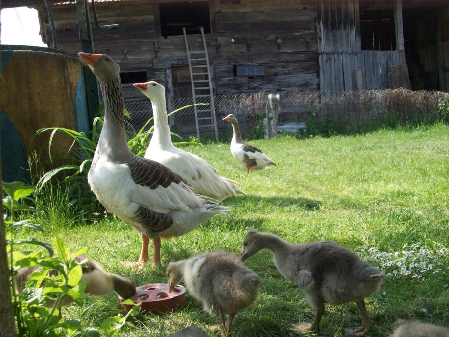 Posavska guska za rasplod