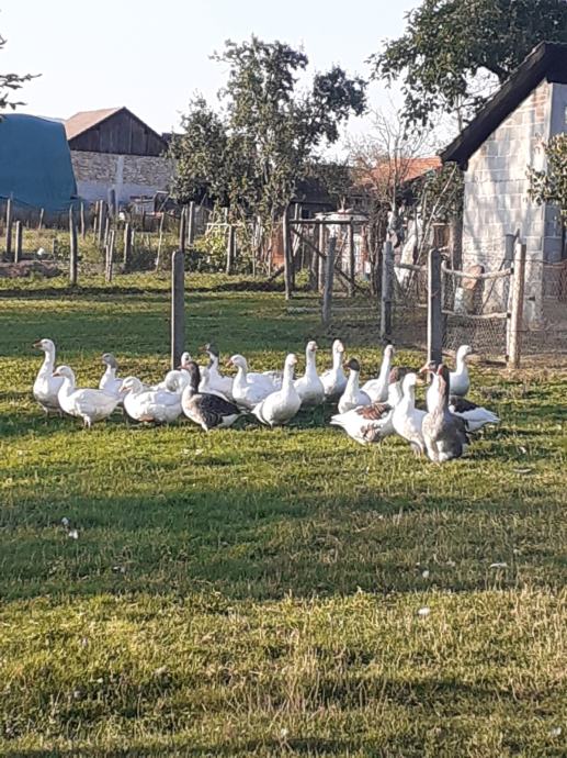 Guske mlade prodajem!