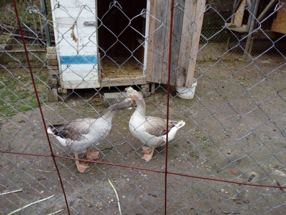 GUSKE POMERANSKE SIVE