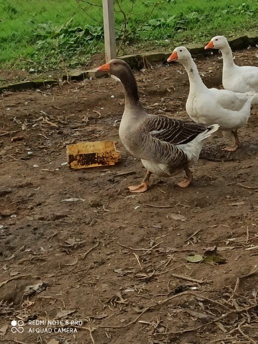 GUSKE prodajem ili mijenjam