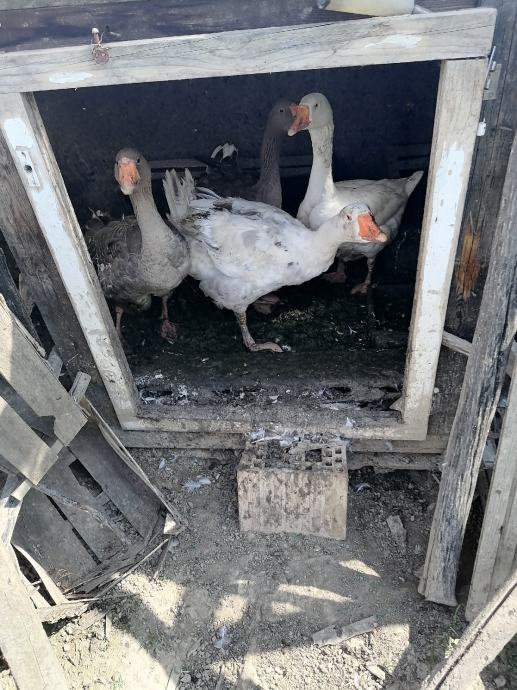 Guske Savske, Dravske i labudaste, SAMO U PARU PRODAJEM