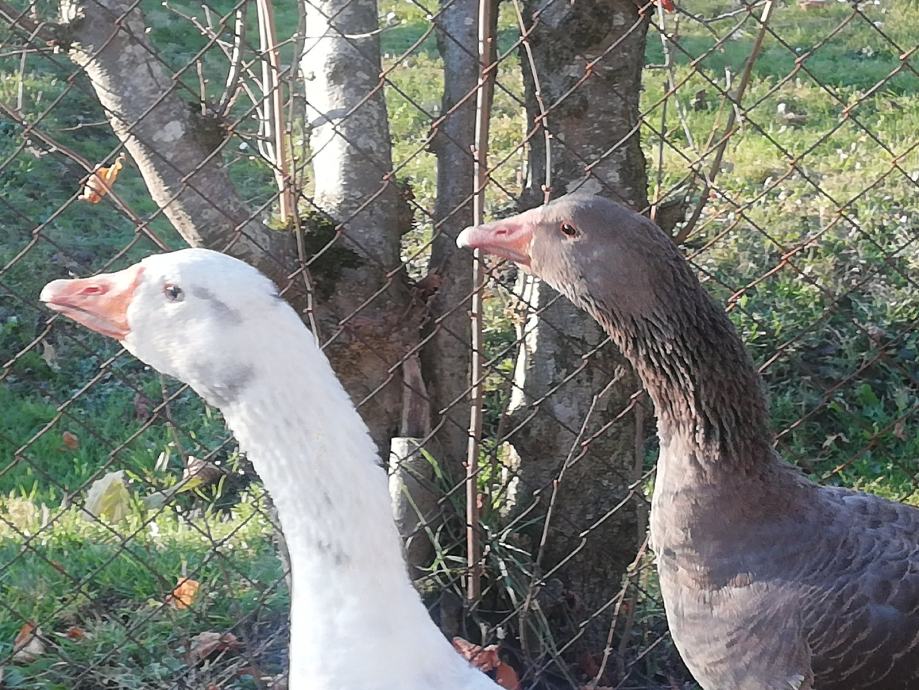 Guske Savske, Dravske i labudaste, SAMO U PARU PRODAJEM