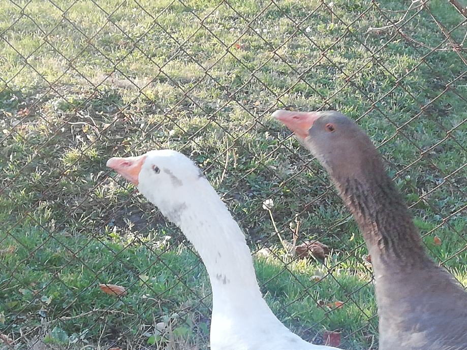 Guske Savske, Dravske i labudaste, SAMO U PARU PRODAJEM