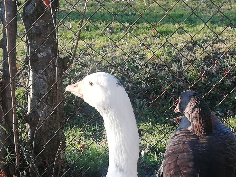 Guske Savske, Dravske i labudaste, SAMO U PARU PRODAJEM