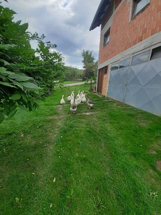 Prodajem guske bijele i sive