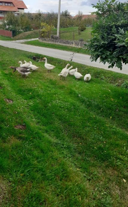 Prodajem guske bijele i sive