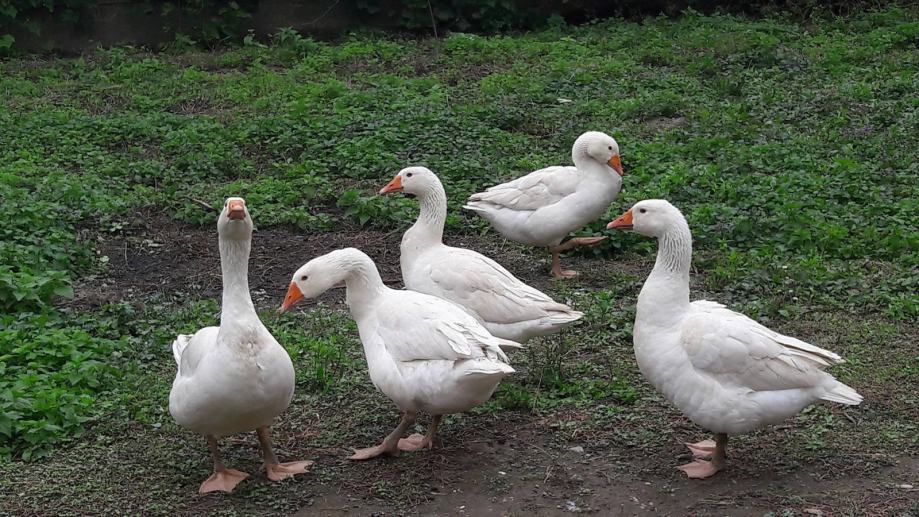 Guske očiščene 2kom.