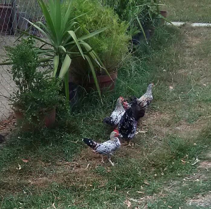 Hrvatska patuljasta kokoš (Đureki i Katice), Cvrglini - Jaja - Zagorje