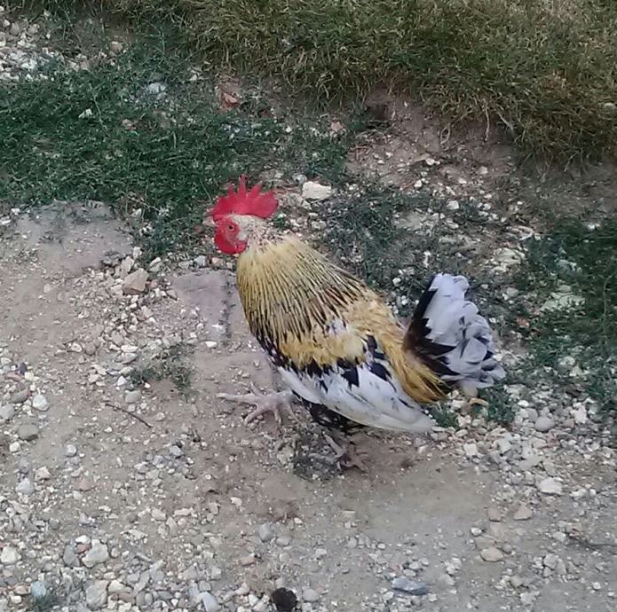 Hrvatska patuljasta kokoš (Đureki i Katice), Cvrglini - Jaja - Zagorje