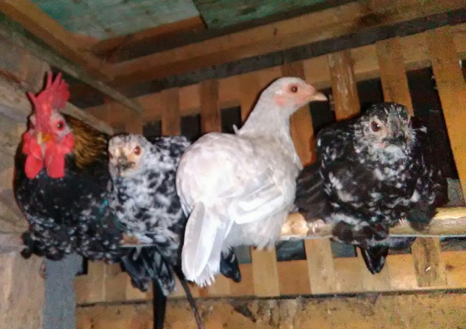 Hrvatska patuljasta kokoš (Đureki i Katice), Cvrglini - Jaja - Zagorje