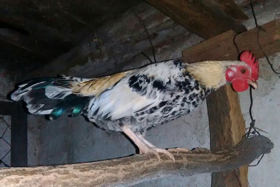 Hrvatska patuljasta kokoš (Đureki i Katice), Cvrglini - Jaja - Zagorje