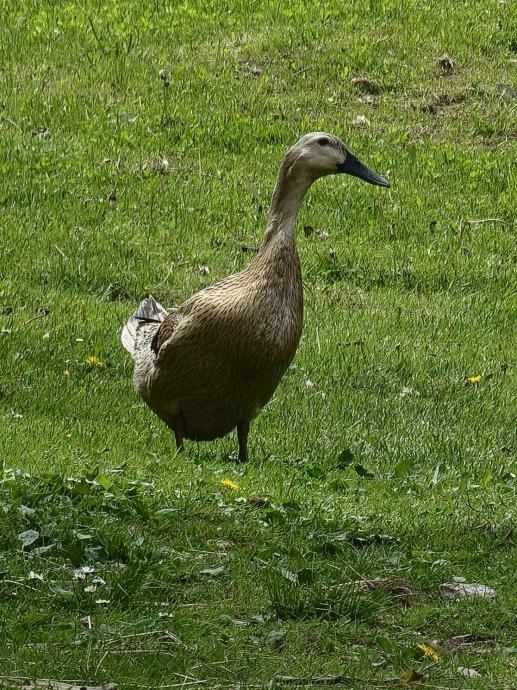 indijska patka trkačica