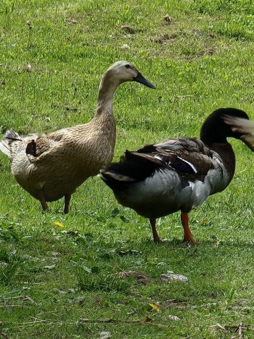 indijska patka trkačica