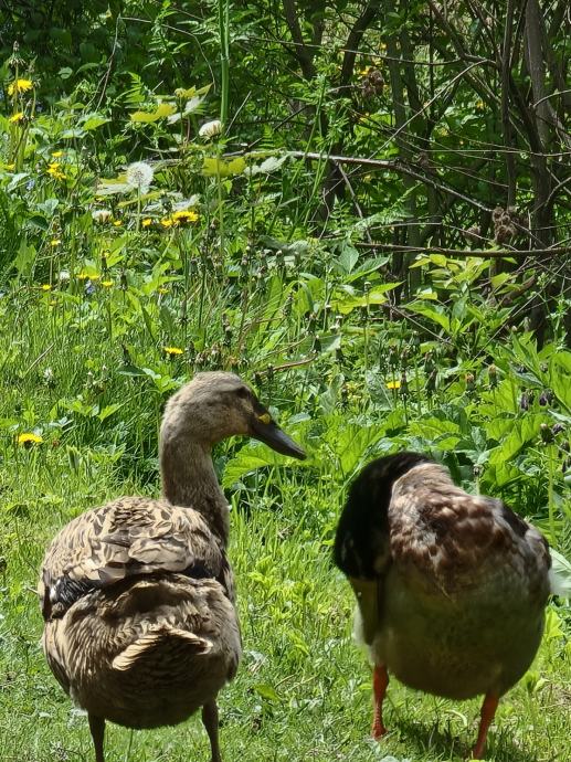 indijska patka trkačica