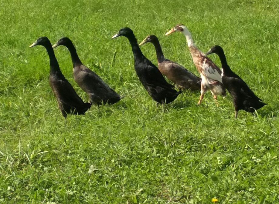 INDIJSKE PATKE trkaćice