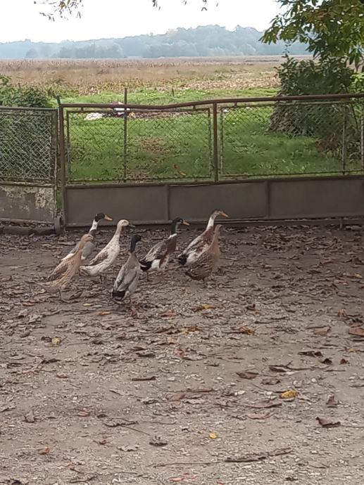 Indijske patke trkačaice