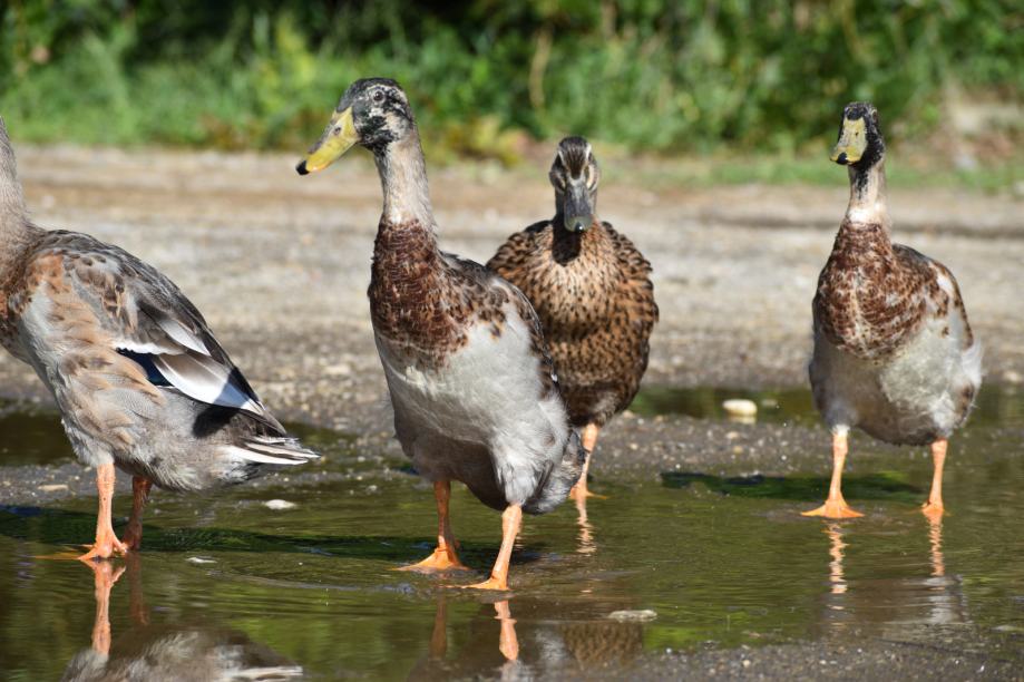 Indijske patke trkačice