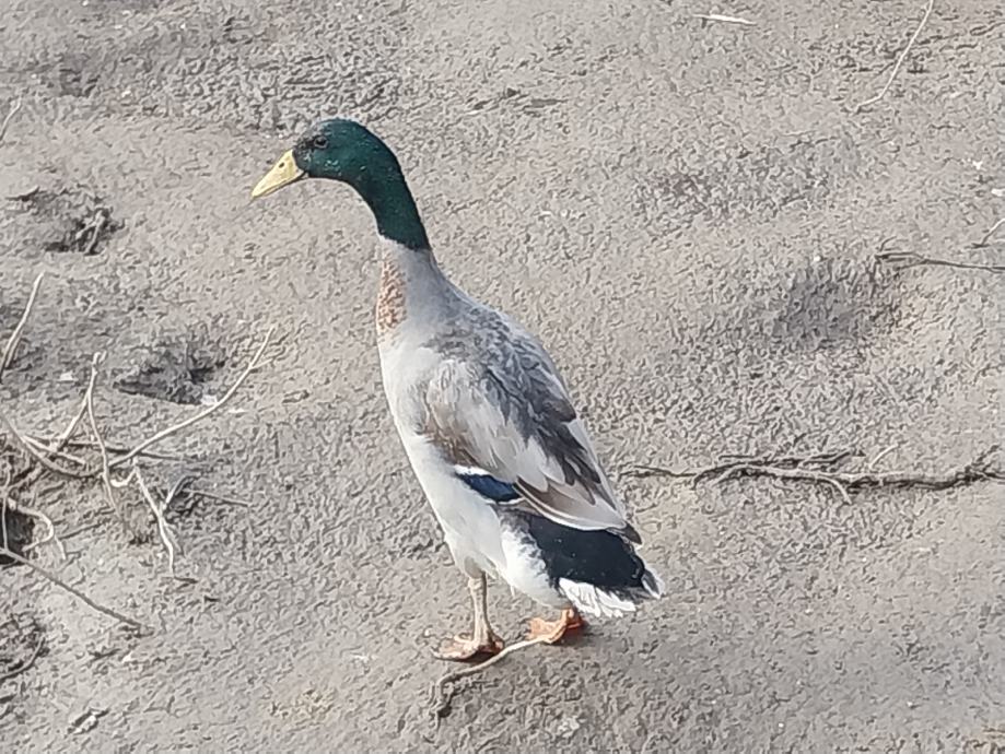 Indijske patke trkačice