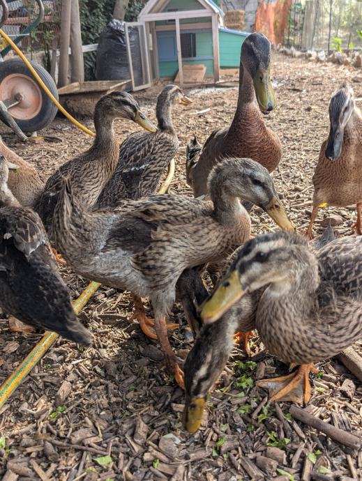 Indijske patke trkačice