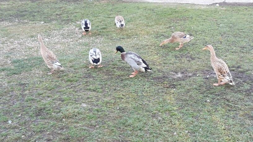 Indijske patke trkačice