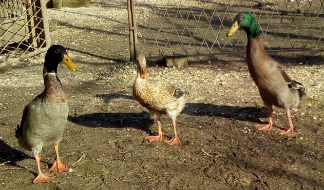 Indijski patak i patka