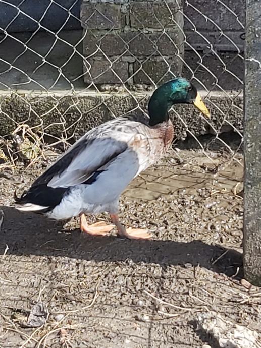 INDIJSKI PATAK