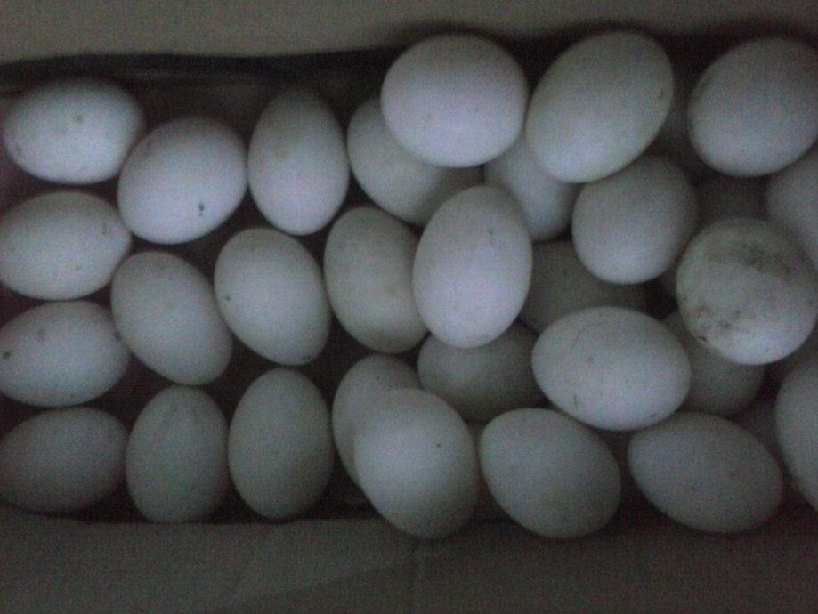 RUANSKE PATKE- jaja za nasad