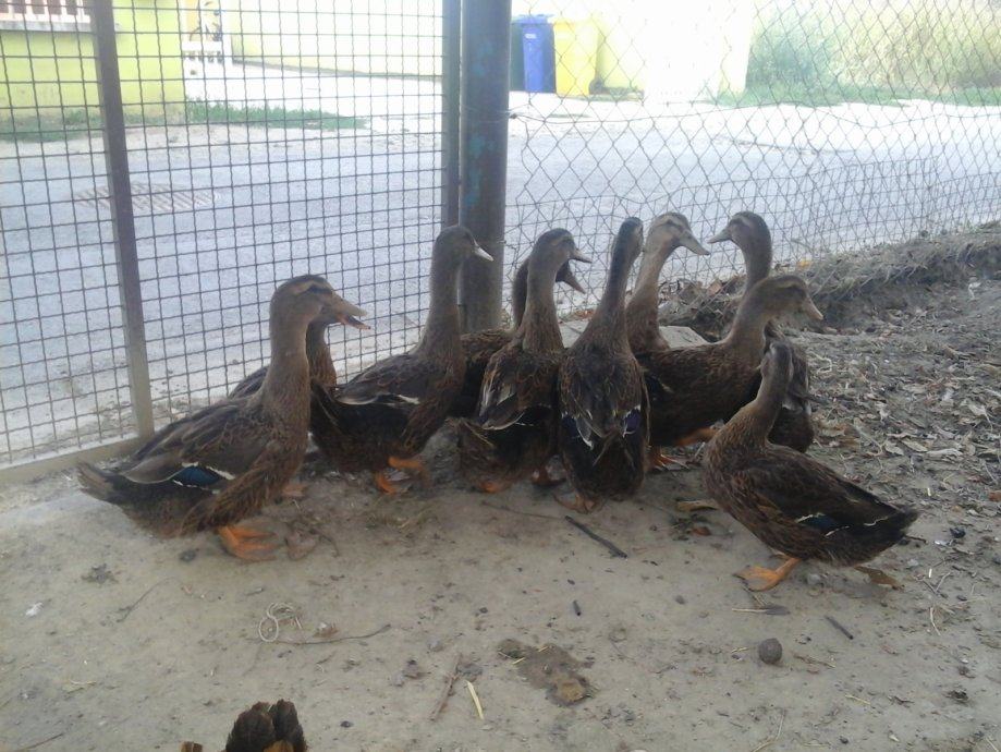 RUANSKE PATKE- jaja za nasad