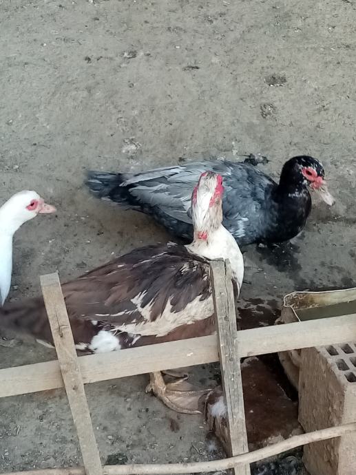 jaja patki japanki i divljih